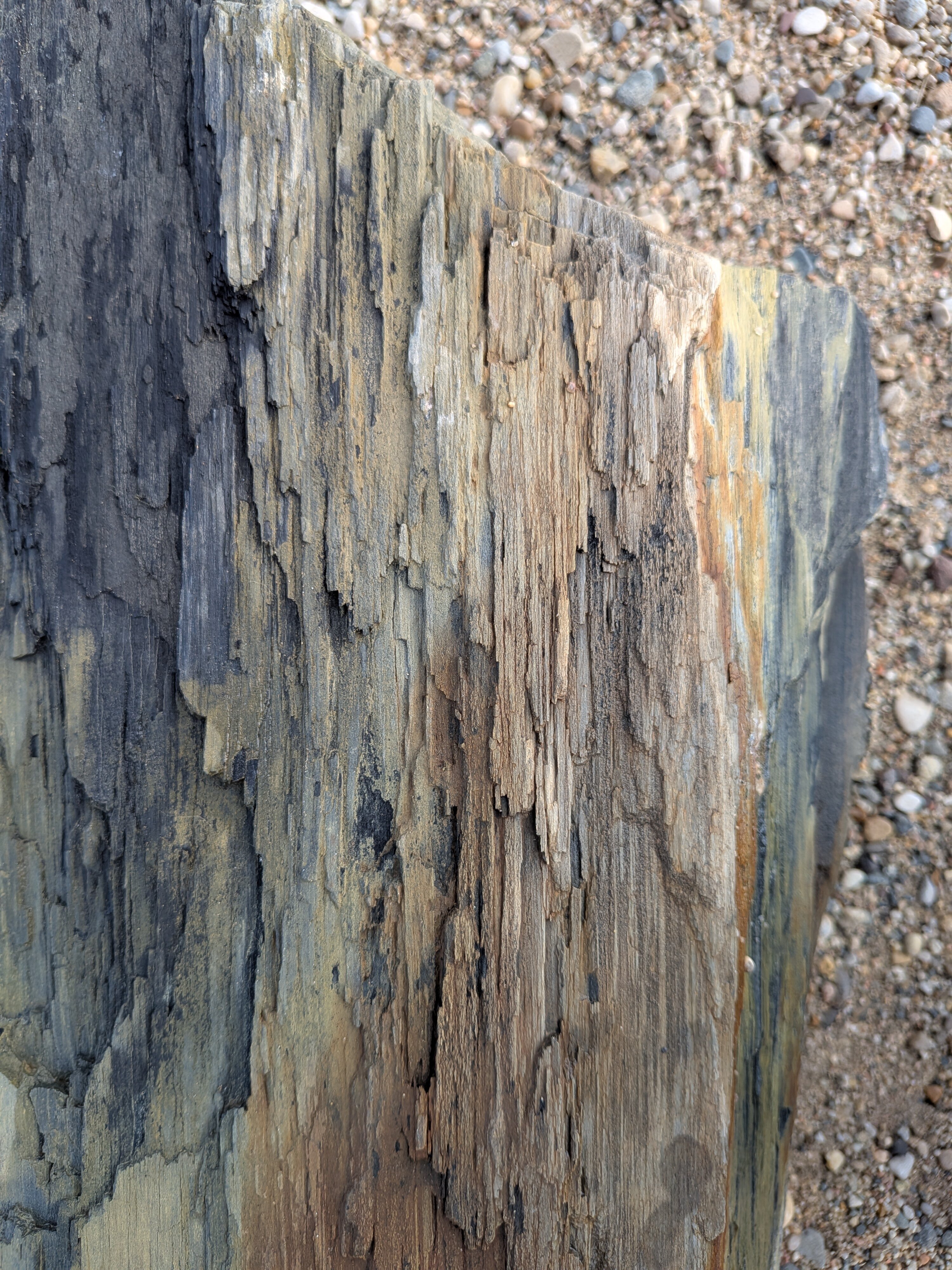 Rainbow Petrified Wood - Fossil ID - The Fossil Forum