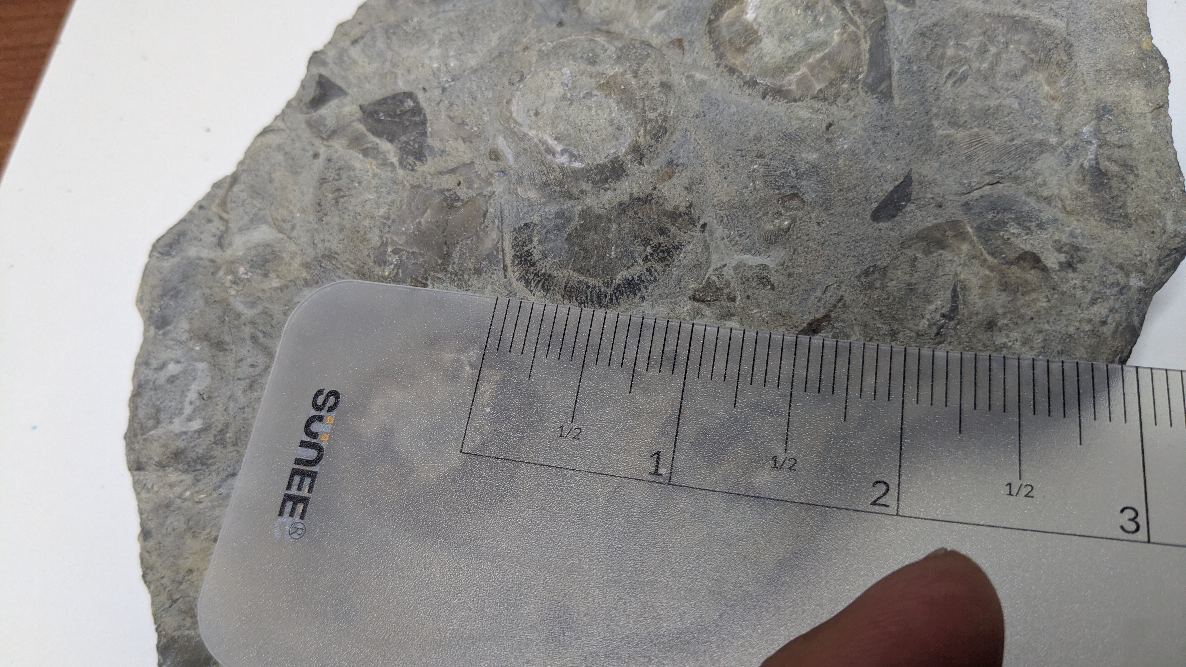 Round fossils - Fossil ID - The Fossil Forum