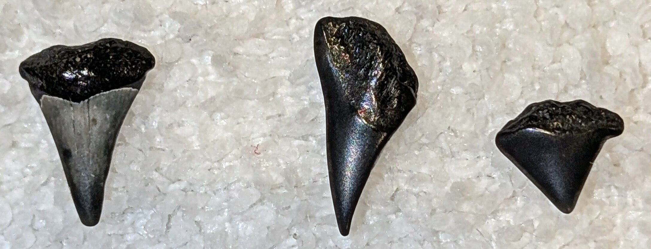 3 mystery teeth on mrytle - Fossil ID - The Fossil Forum