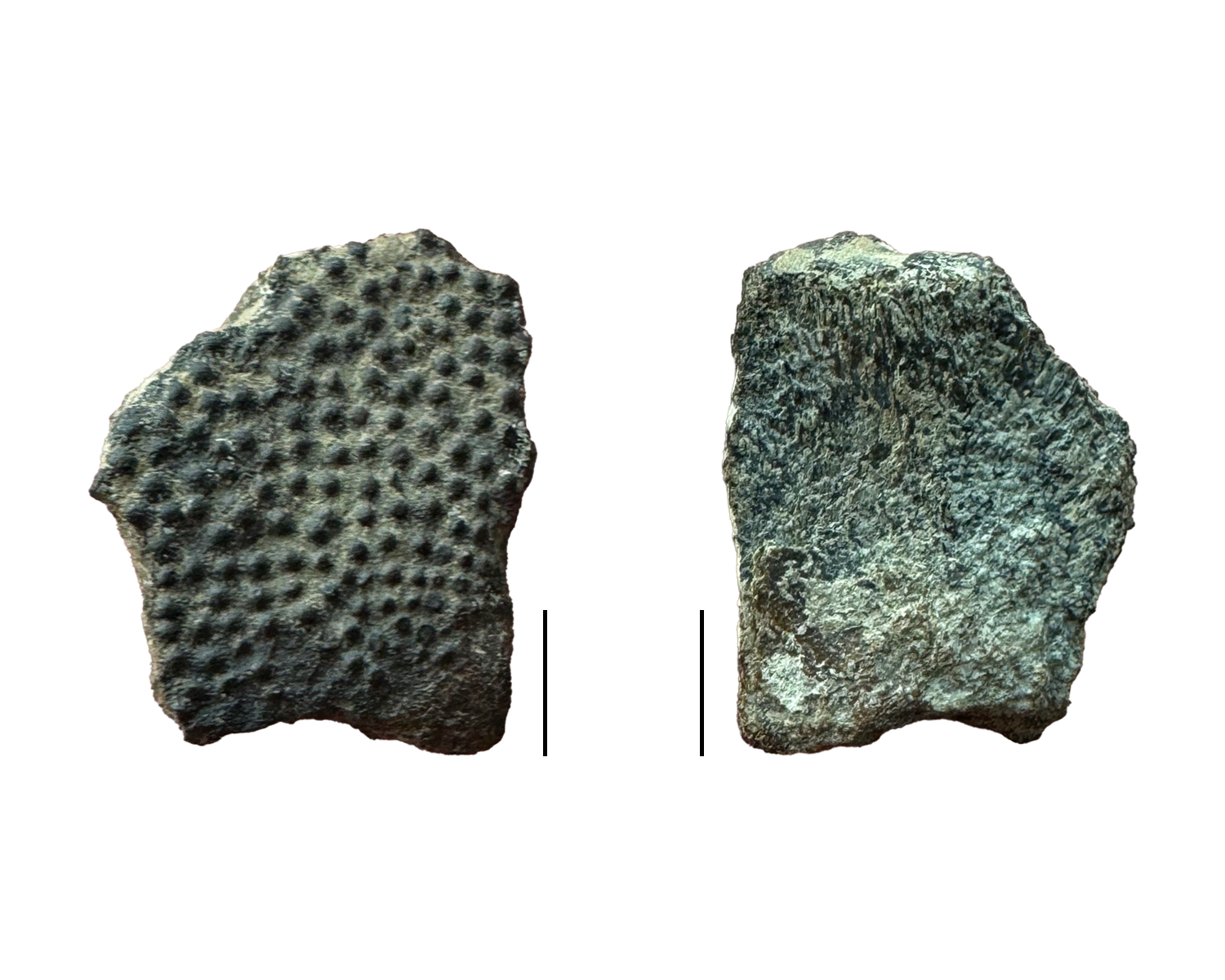 Devonian placoderm fish bone - Fossil ID - The Fossil Forum