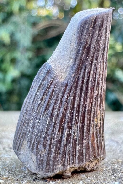 Pliosaur tooth ? - Fossil ID - The Fossil Forum