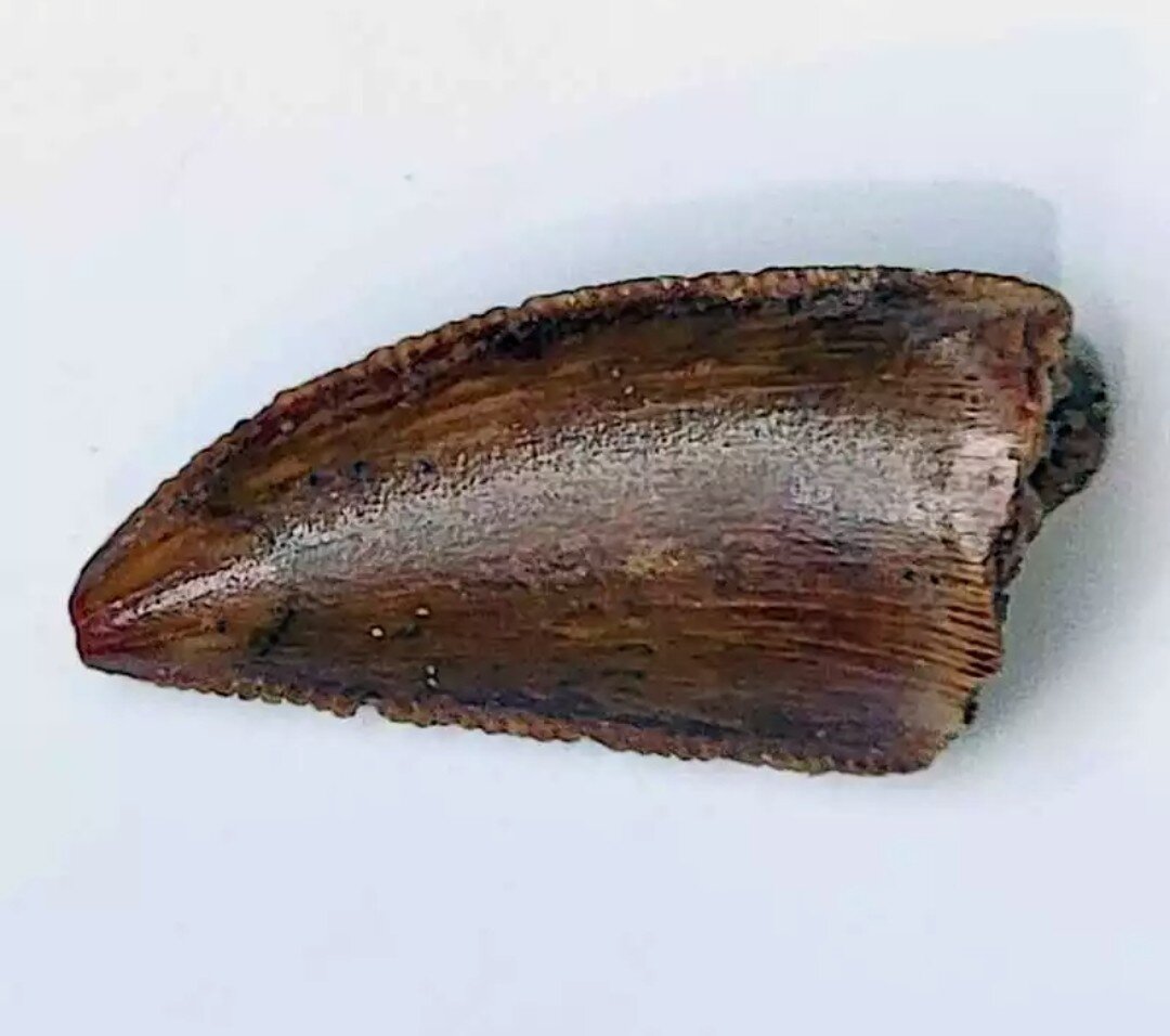 Dromaeosaur tooth? - Fossil ID - The Fossil Forum