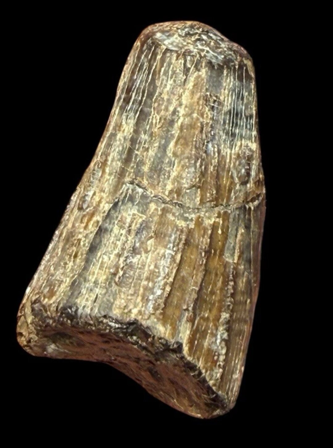 Another Pliosaur tooth - Fossil ID - The Fossil Forum