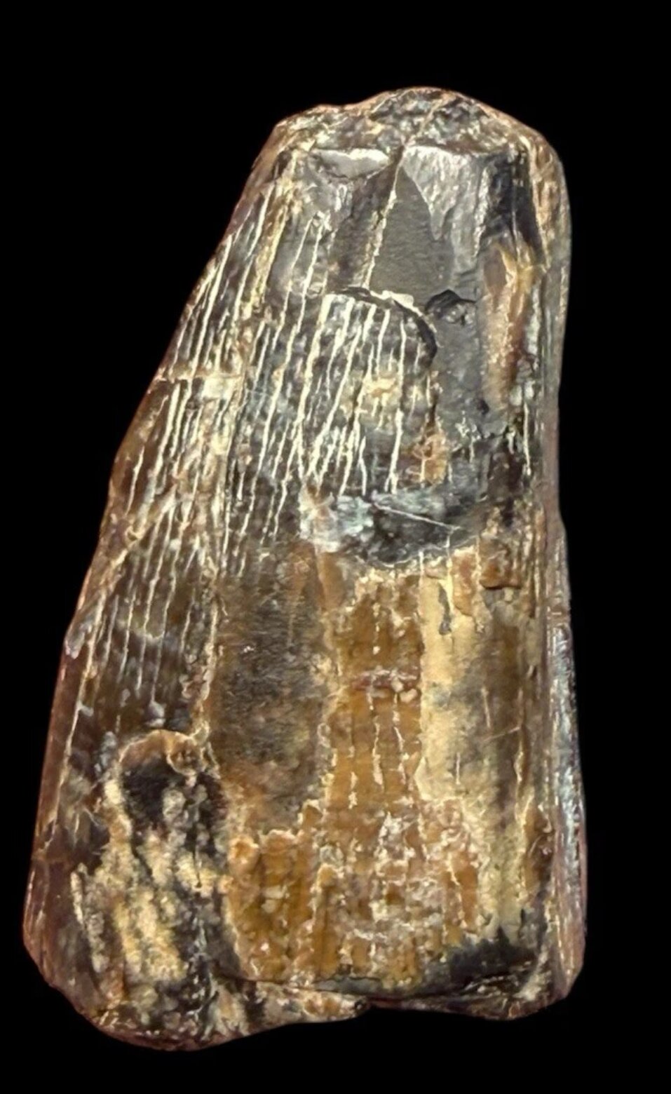 Another Pliosaur tooth - Fossil ID - The Fossil Forum