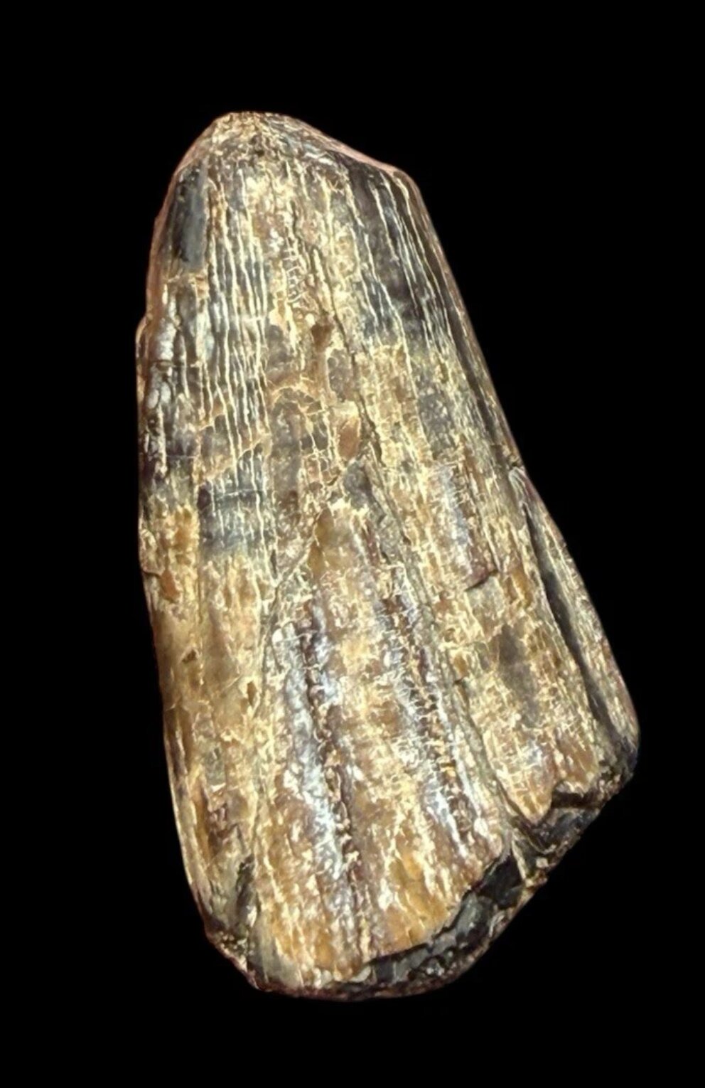 Another Pliosaur tooth - Fossil ID - The Fossil Forum