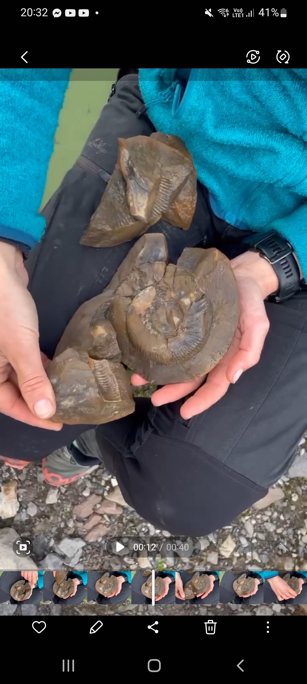 Ammonite from Svalbard, what species? - Fossil ID - The Fossil Forum
