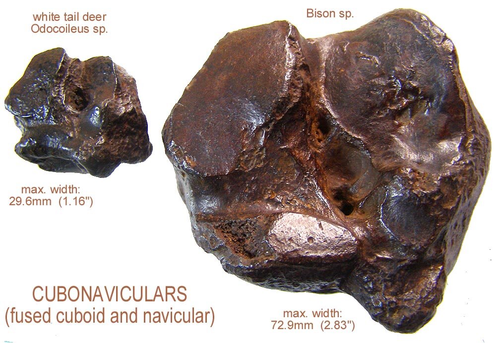 Carpal bone ID - Fossil ID - The Fossil Forum