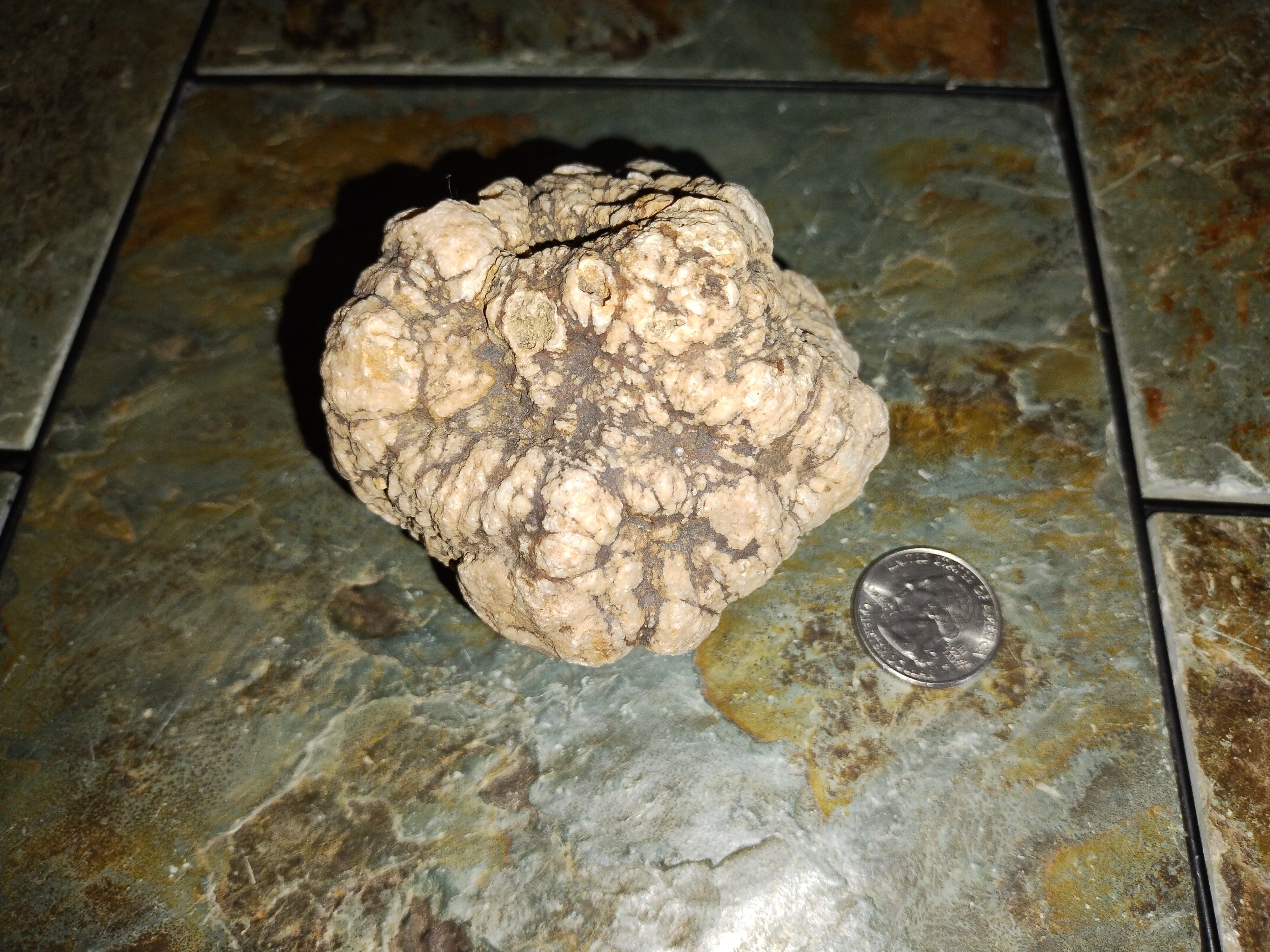 Could This Be a Crinoid calyx fossil? - Fossil ID - The Fossil Forum