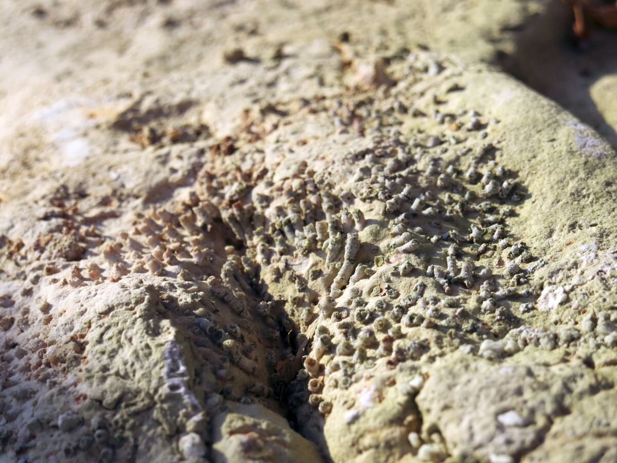 This is odd = is it a fossil? - Fossil ID - The Fossil Forum