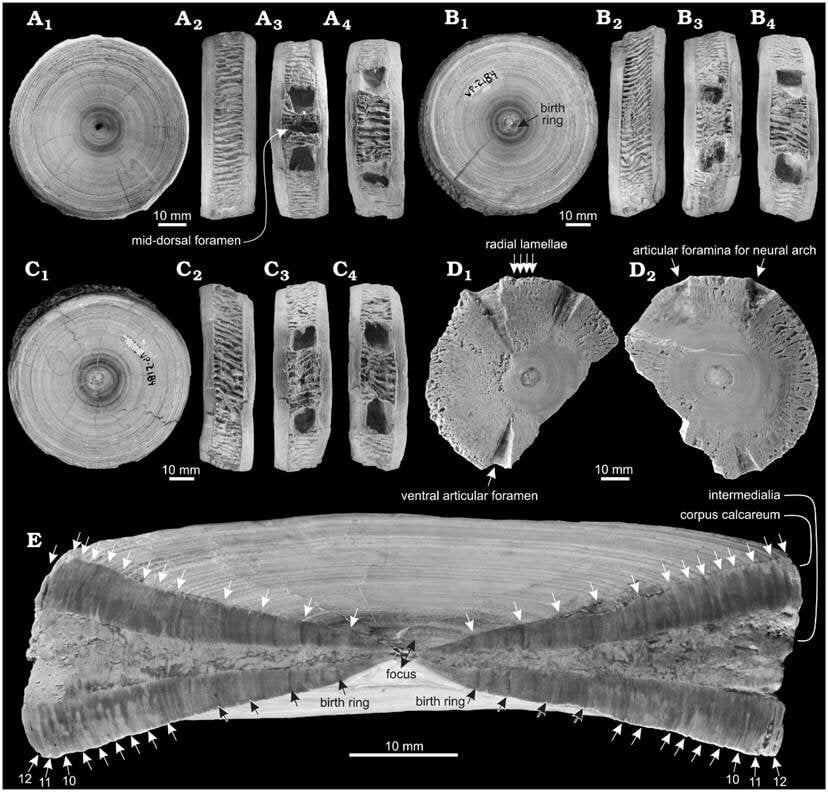 Fish and Shark Vertebrae Notes - General Fossil Discussion - The Fossil ...
