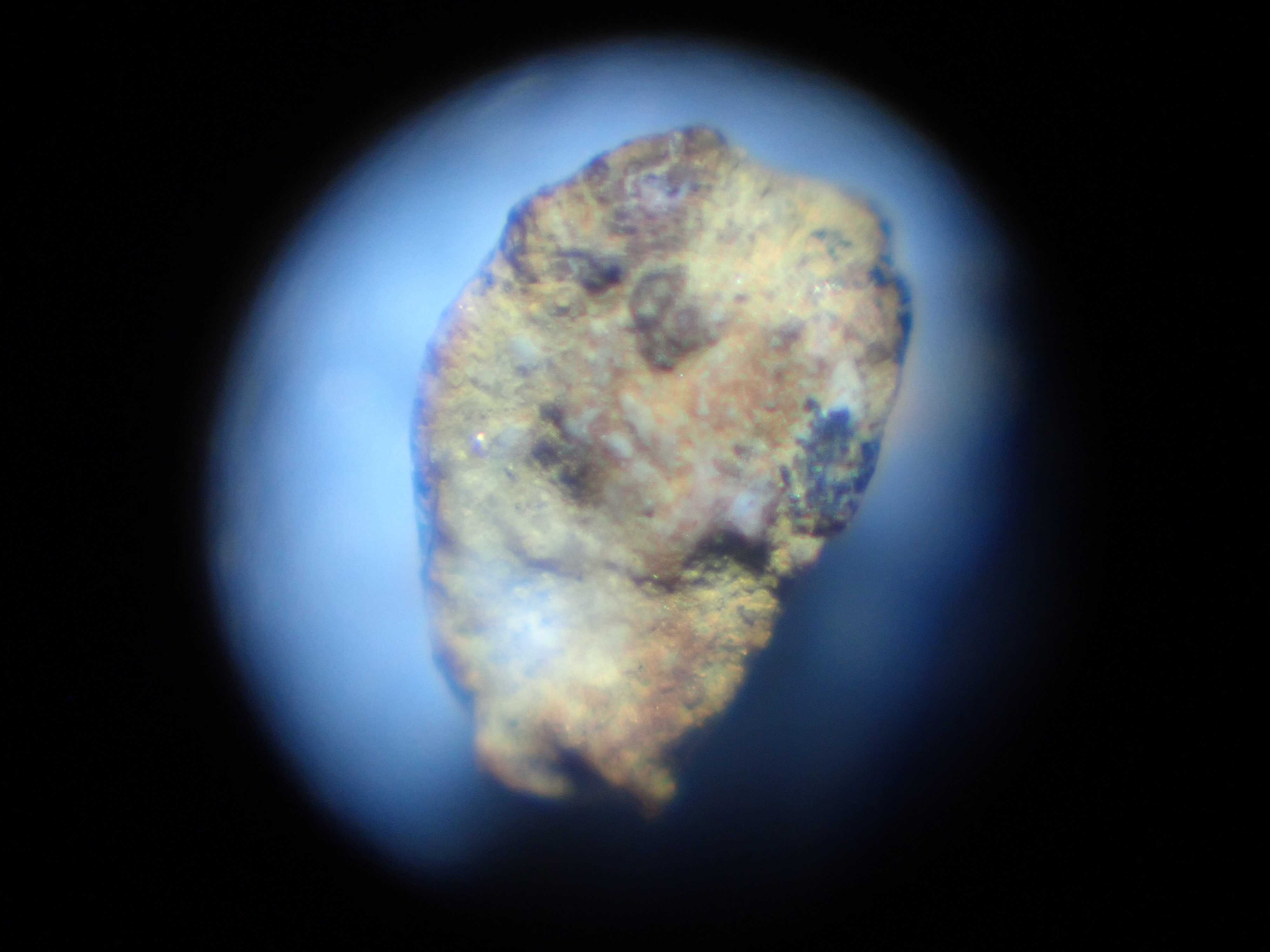 Another Australian Dinosaur Fossil ID - possibly tooth?? - Fossil ID ...