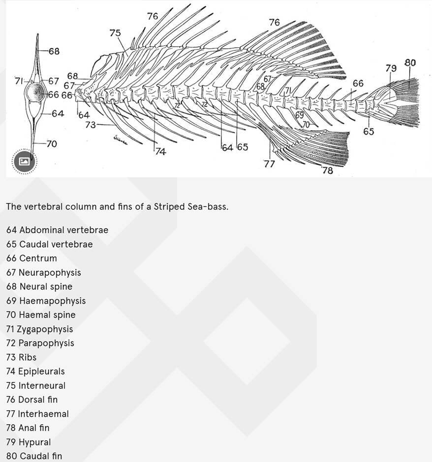 Fish and Shark Vertebrae Notes - General Fossil Discussion - The Fossil ...