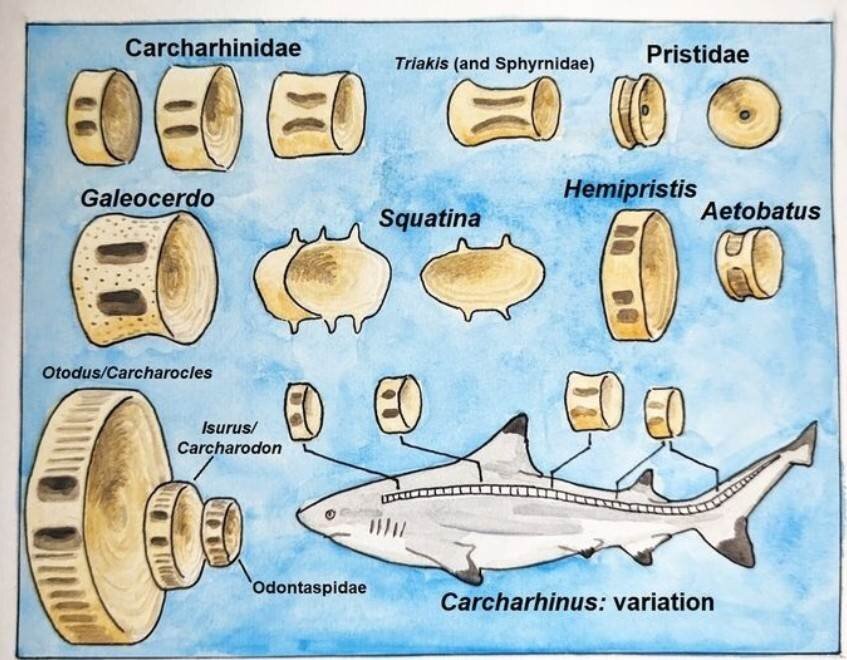 Fish and Shark Vertebrae Notes - General Fossil Discussion - The Fossil ...