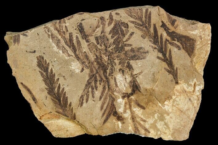 Based on the preservation, where does this plant fossil likely come ...