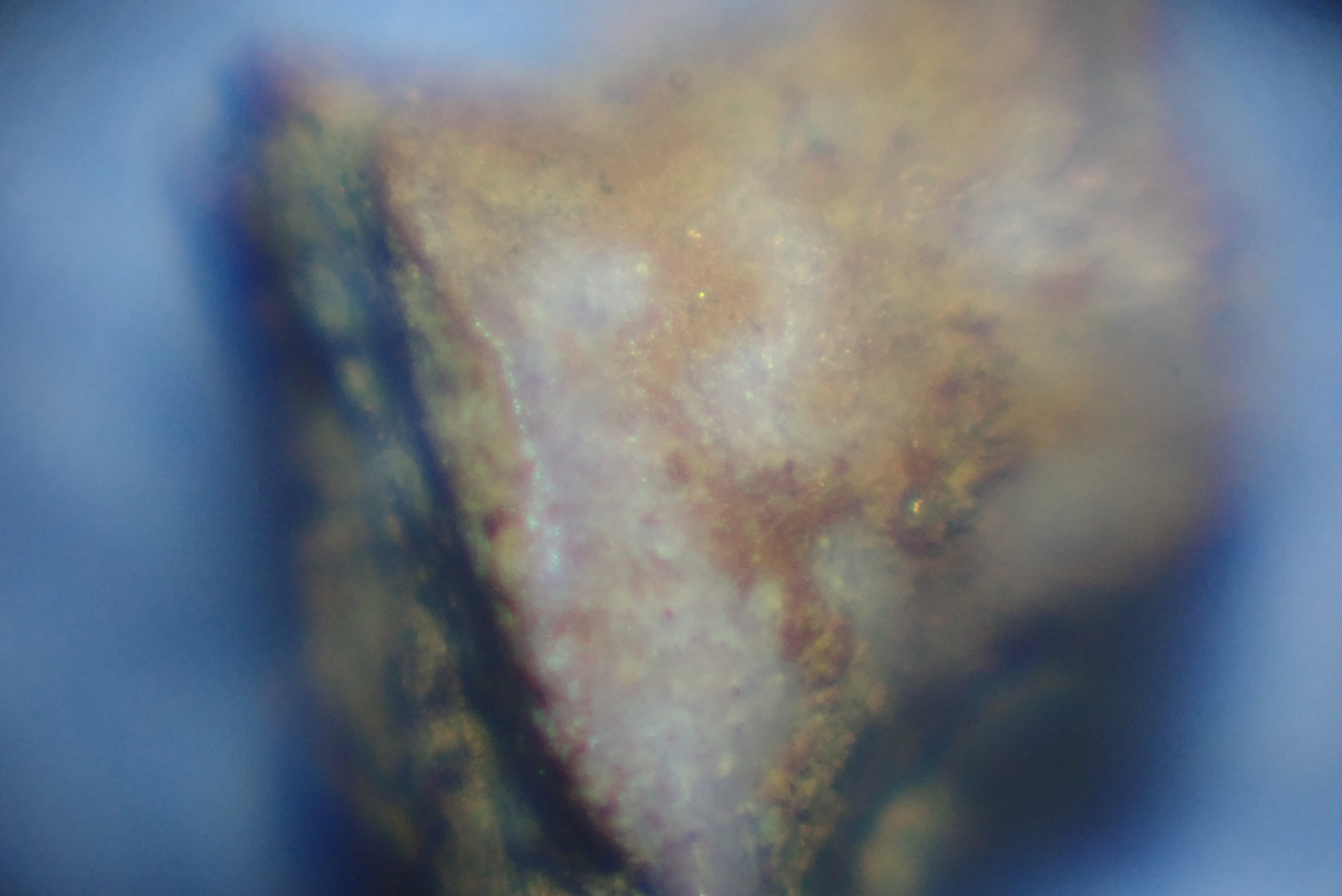 Another Australian Dinosaur Fossil ID - possibly tooth?? - Fossil ID ...