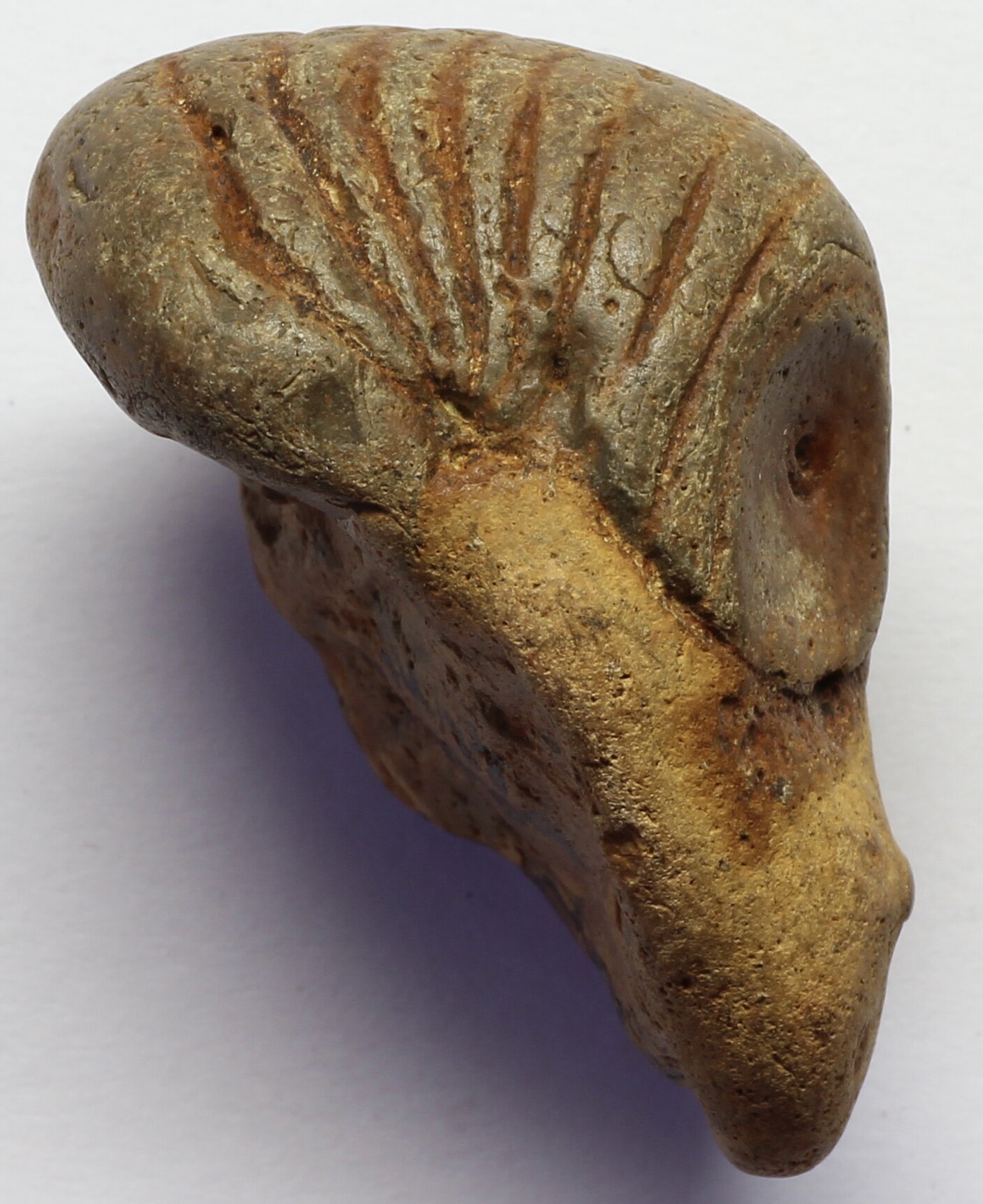 Potential marine fossil picked up in Thames. - Fossil ID - The Fossil Forum