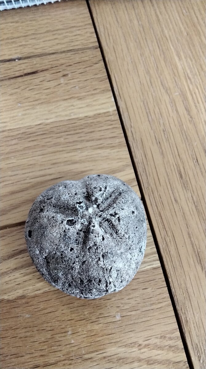 Micraster with odd preservation - Echinoderms - The Fossil Forum