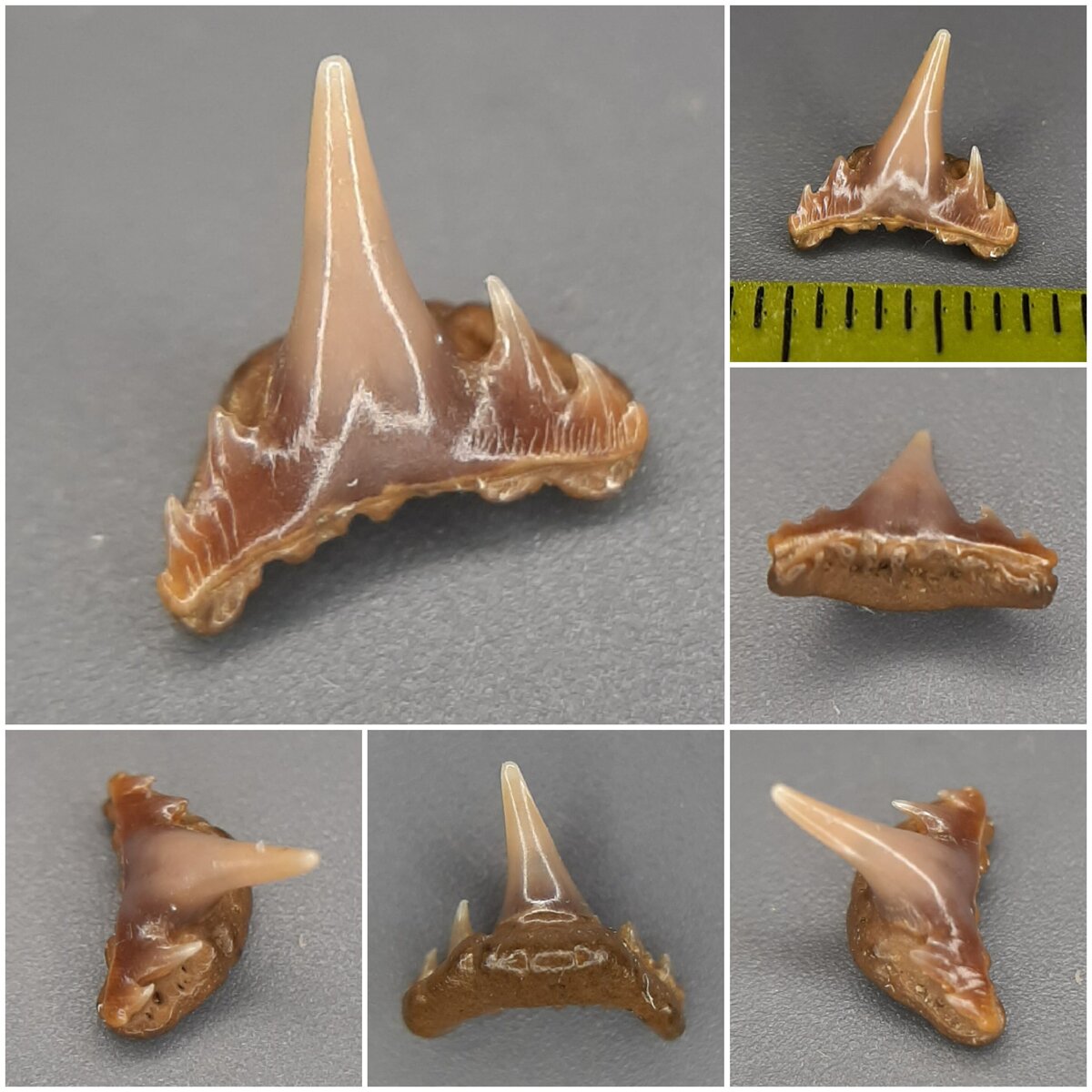 Synechodus - Vertebrates - The Fossil Forum