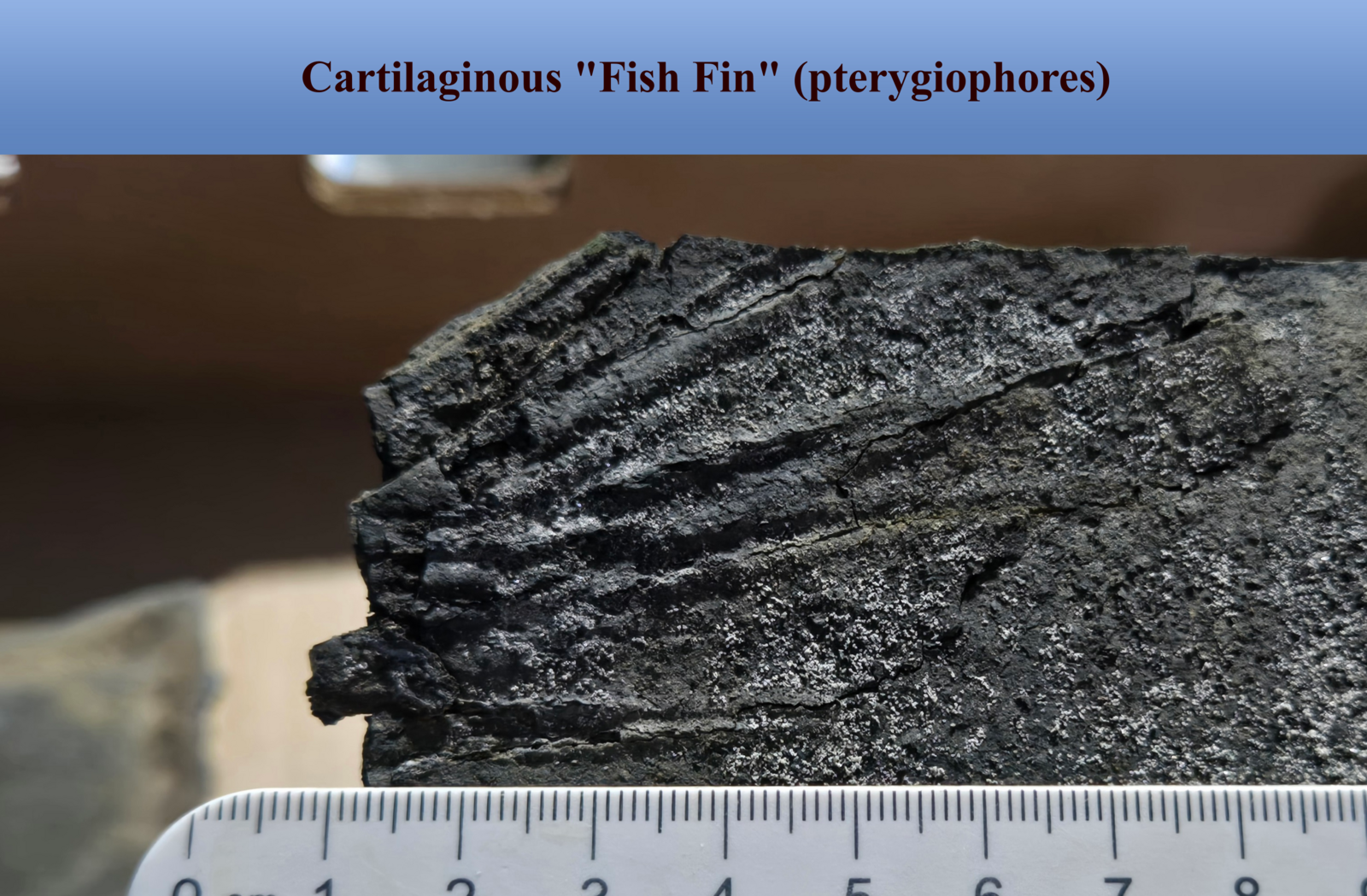 Cartilaginous "Fish Fin" (pterygiophores) Possibly Caseodus sp ...