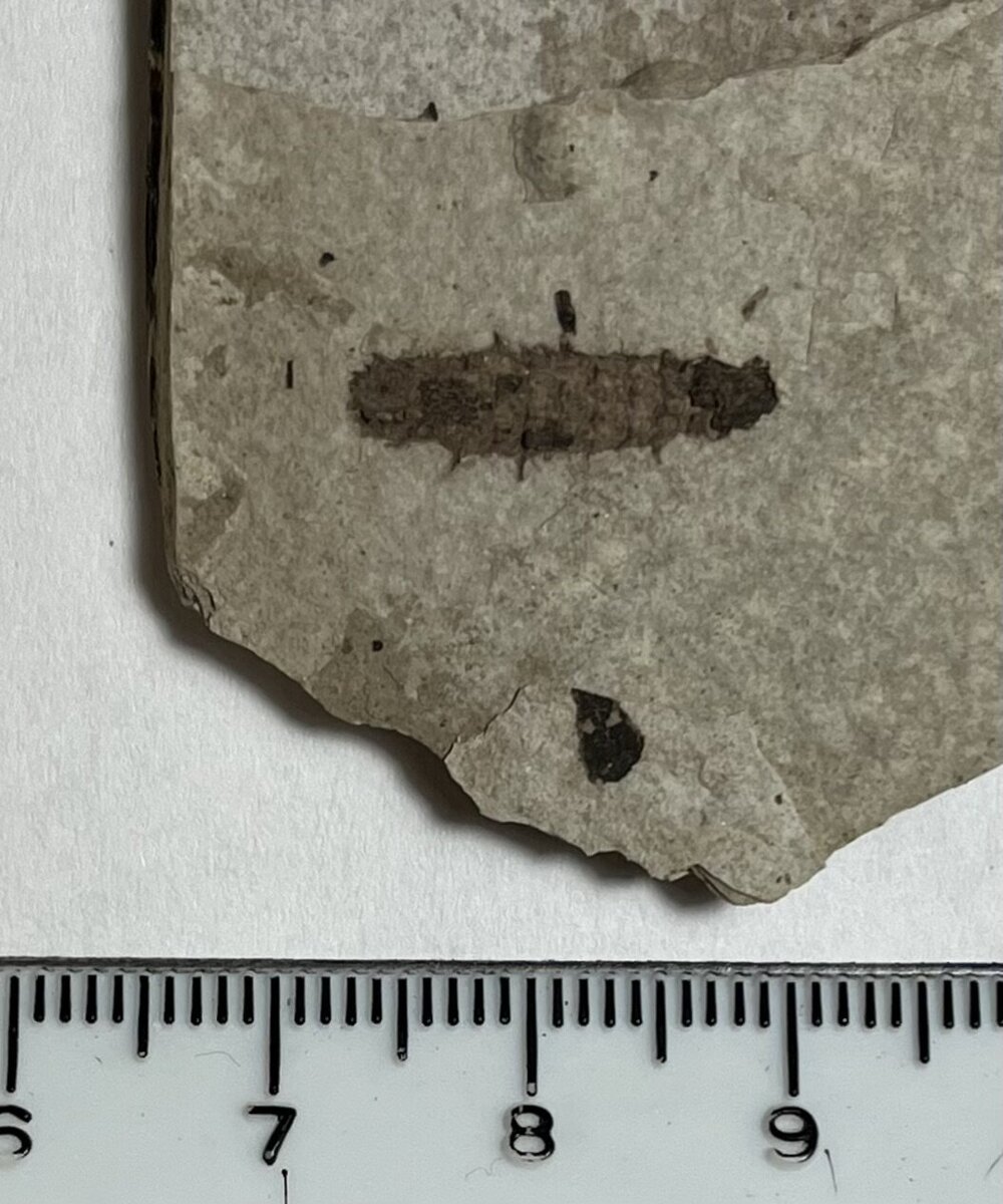 Caddisfly Larva (Trichoptera) - Insects - The Fossil Forum