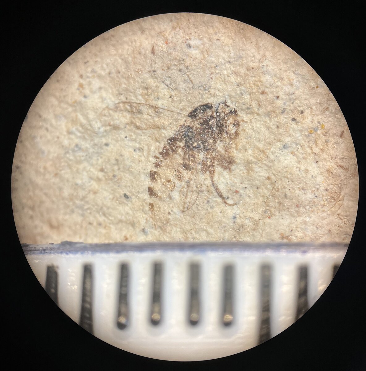 Fossil Fly (Diptera) - Insects - The Fossil Forum