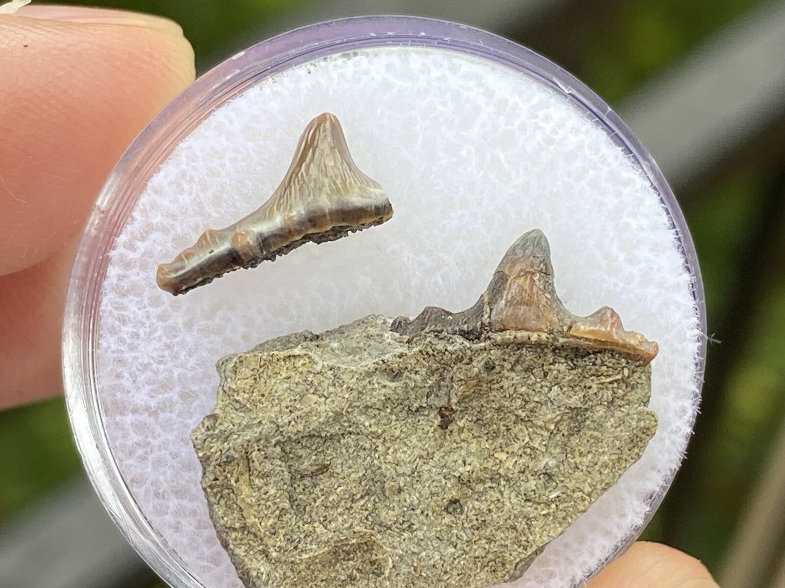 Kiamichi Formation - The Fossil Forum