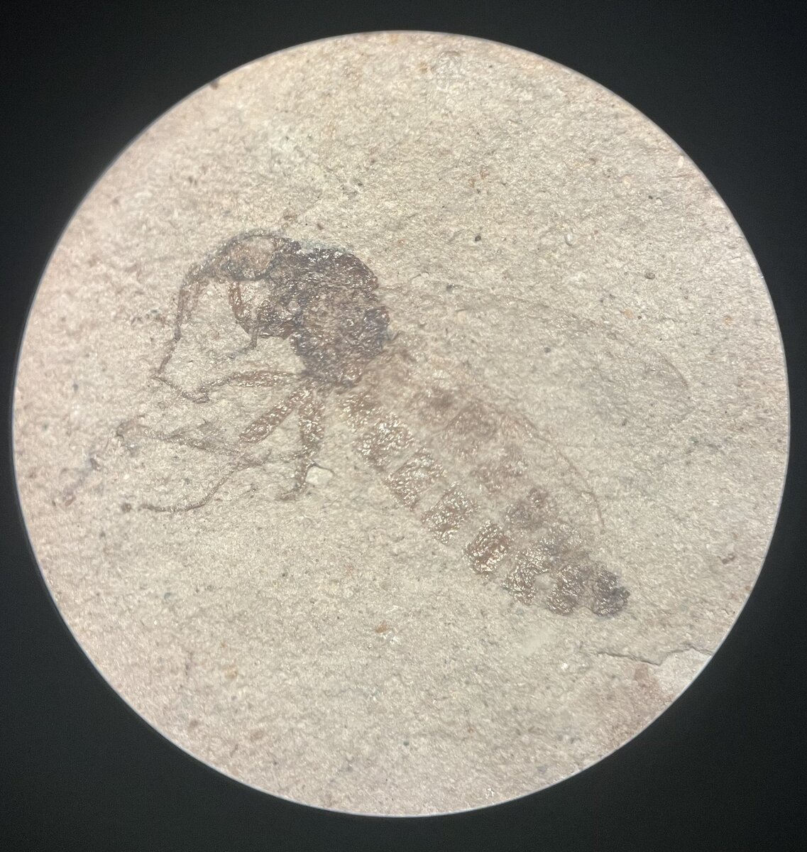 Fossil Fly (Diptera, Nematocera?) - Insects - The Fossil Forum