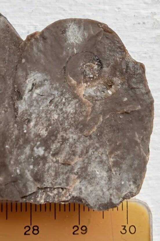 Gallery - The Fossil Forum