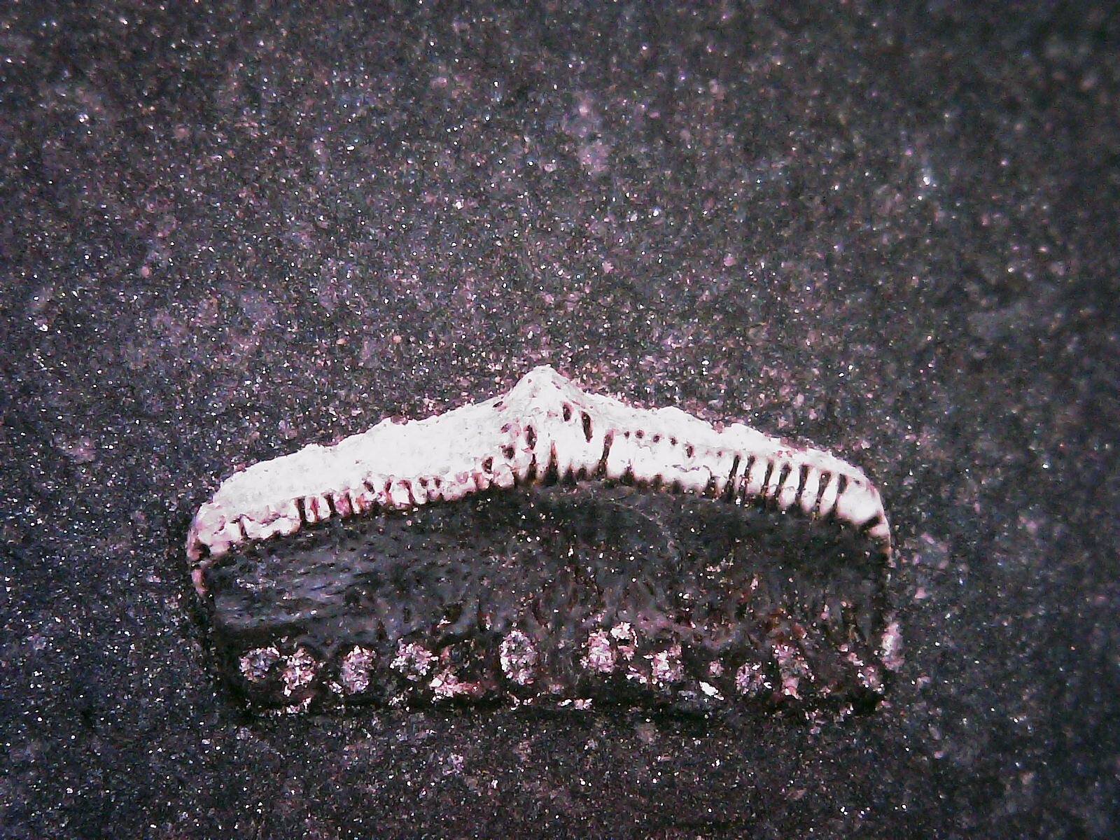 Campodus sp. Tooth (8 mm) - Member Collections - The Fossil Forum
