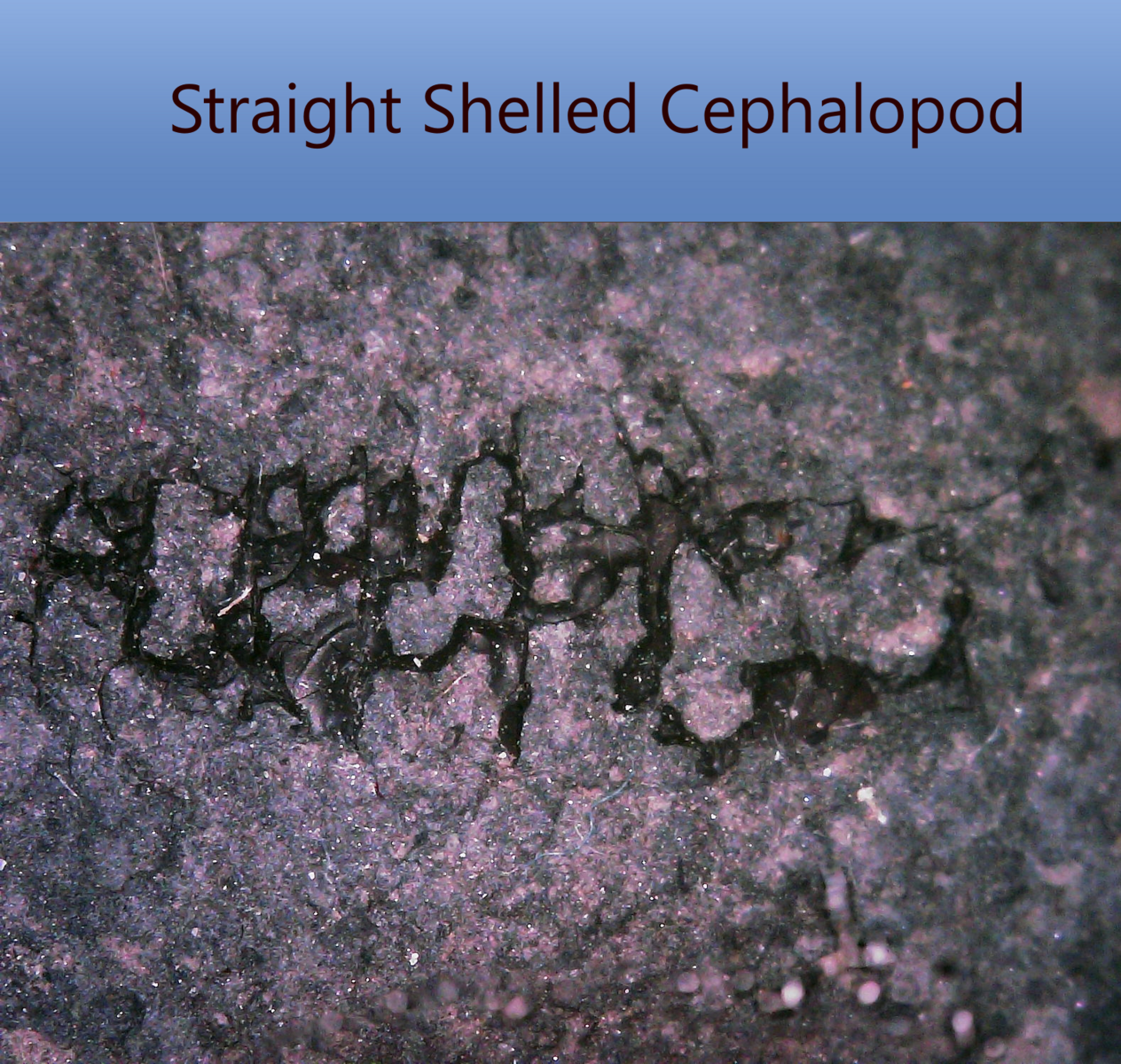 Stark Shale Oddities - The Fossil Forum