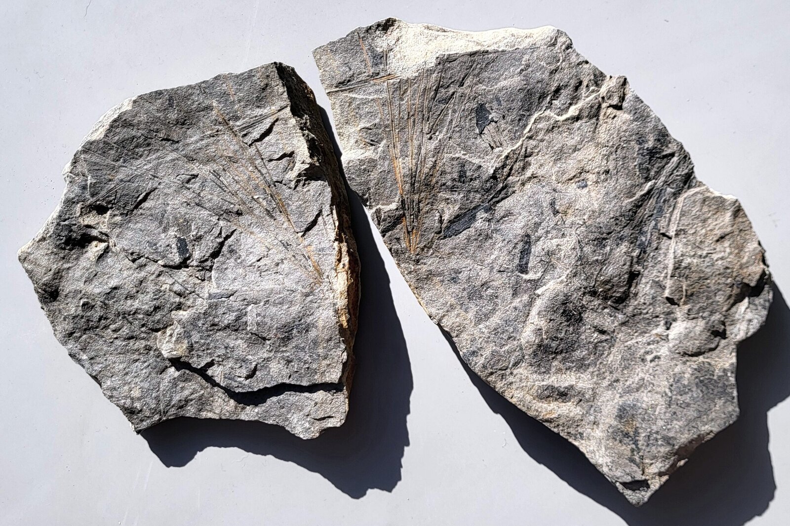 Czekanowskia thomasii Harris 1979 - Member Collections - The Fossil Forum
