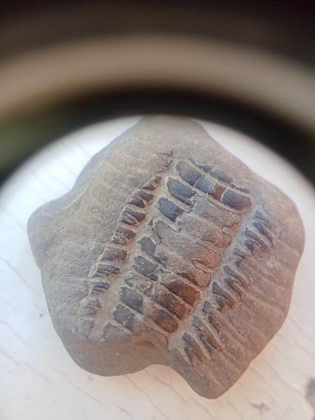 Texas Cretaceous Fossils: Ammonites and Nautiloids - The Fossil Forum