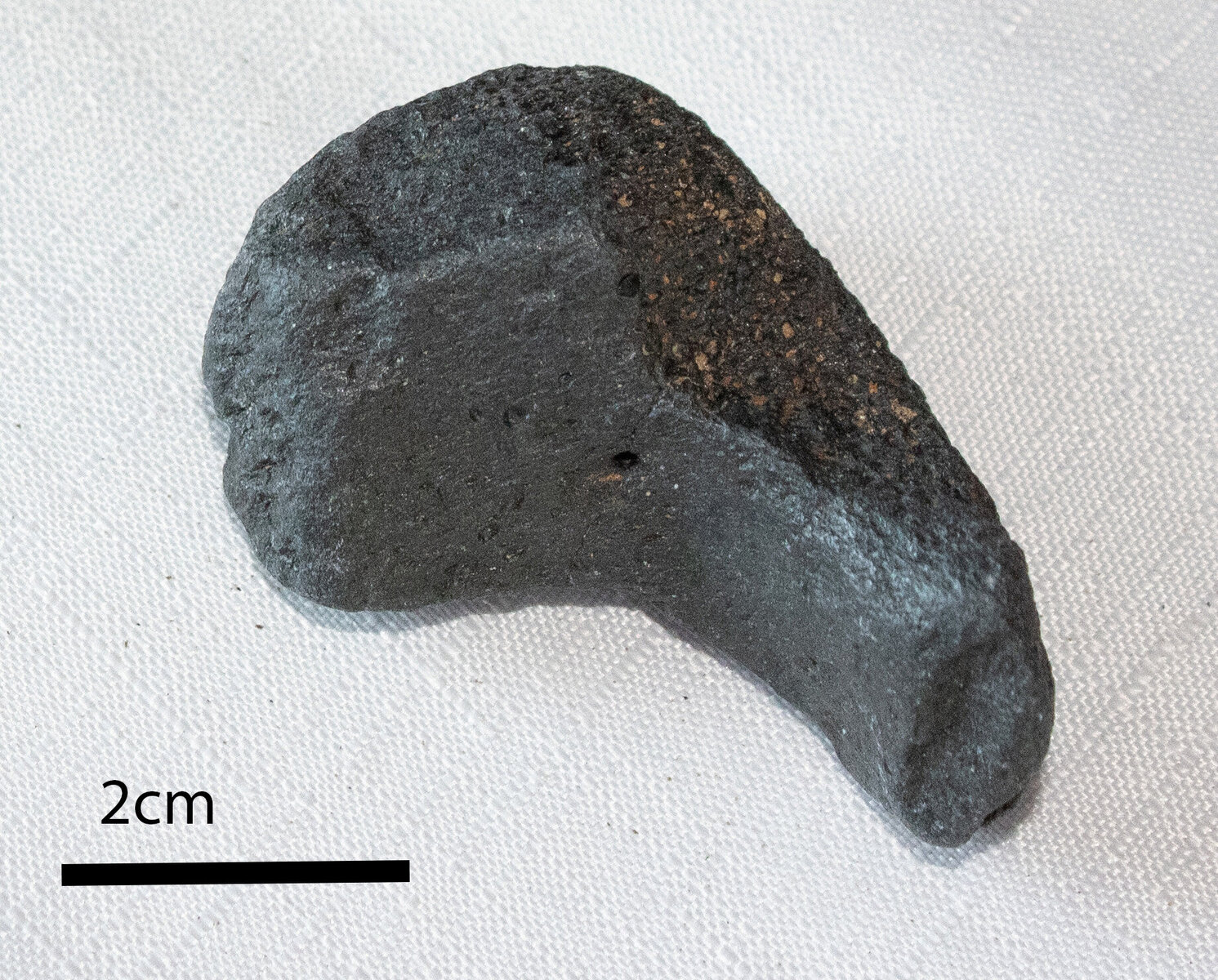 Bone fragment 2 - side b - Member Collections - The Fossil Forum