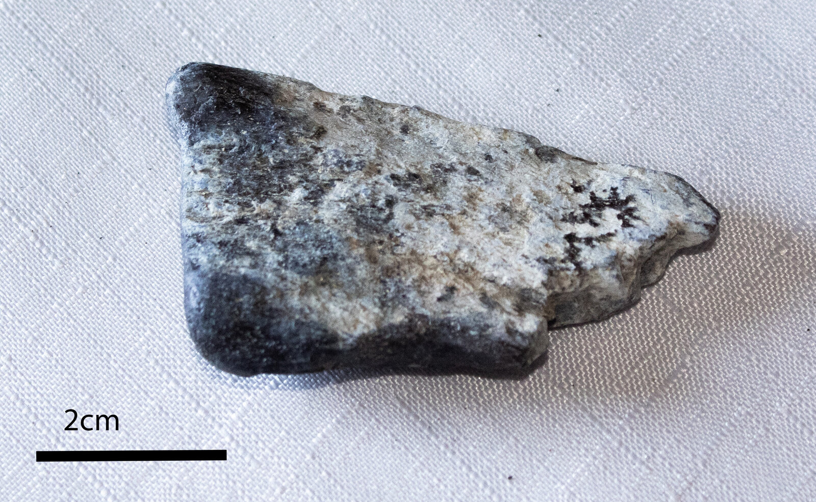 Marine mammal bone fragment 2 - inside - Member Collections - The ...