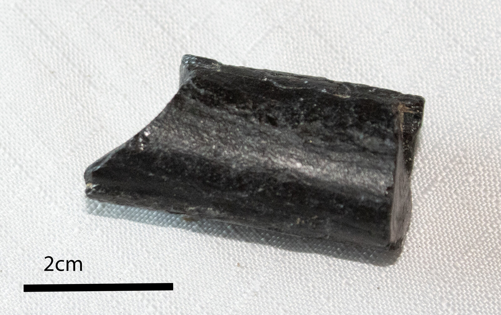 Round bone fragment - side - Member Collections - The Fossil Forum