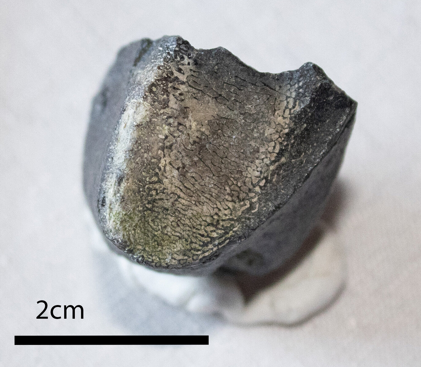 Bone fragment 3 - side b - Member Collections - The Fossil Forum