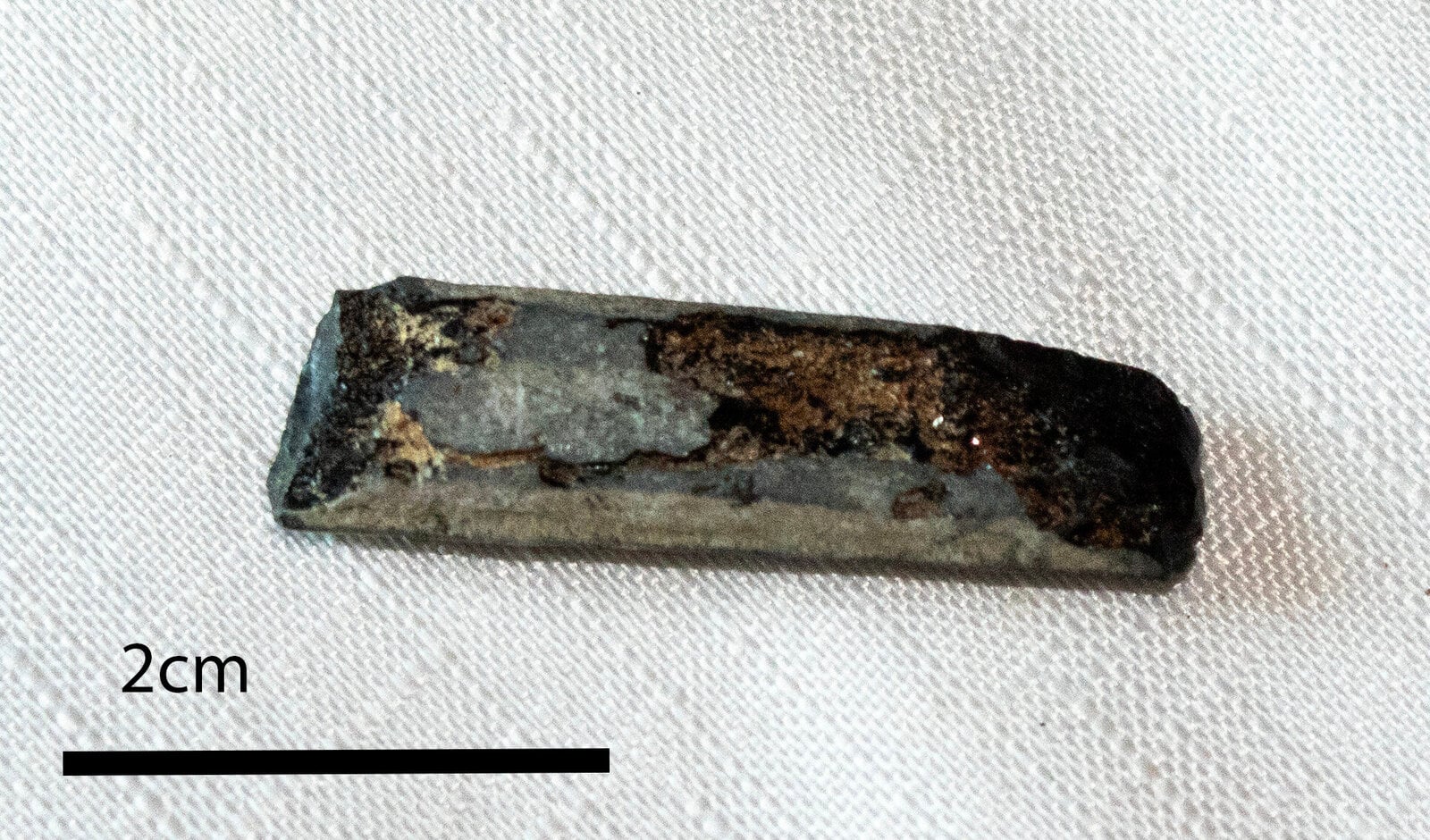 Small bone fragment - side 1 - Member Collections - The Fossil Forum