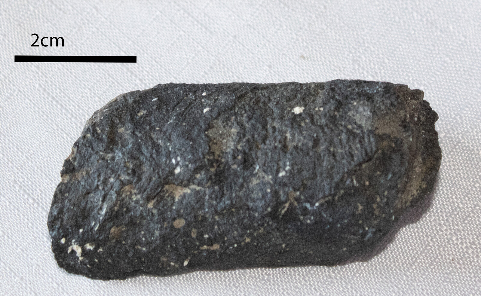 Ichnofossil burrow 1 - outside - Member Collections - The Fossil Forum