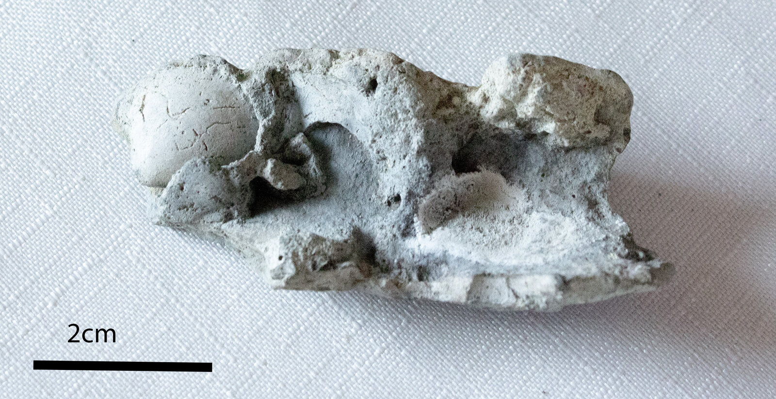 Ichnofossil burrow 2 - inside - Member Collections - The Fossil Forum