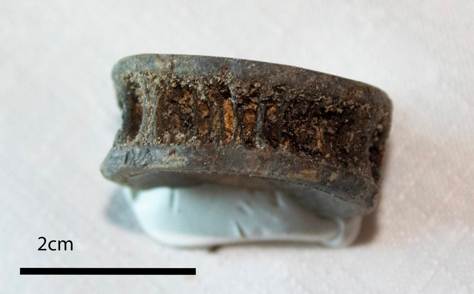 Lamnoid shark vertebra - side - Member Collections - The Fossil Forum