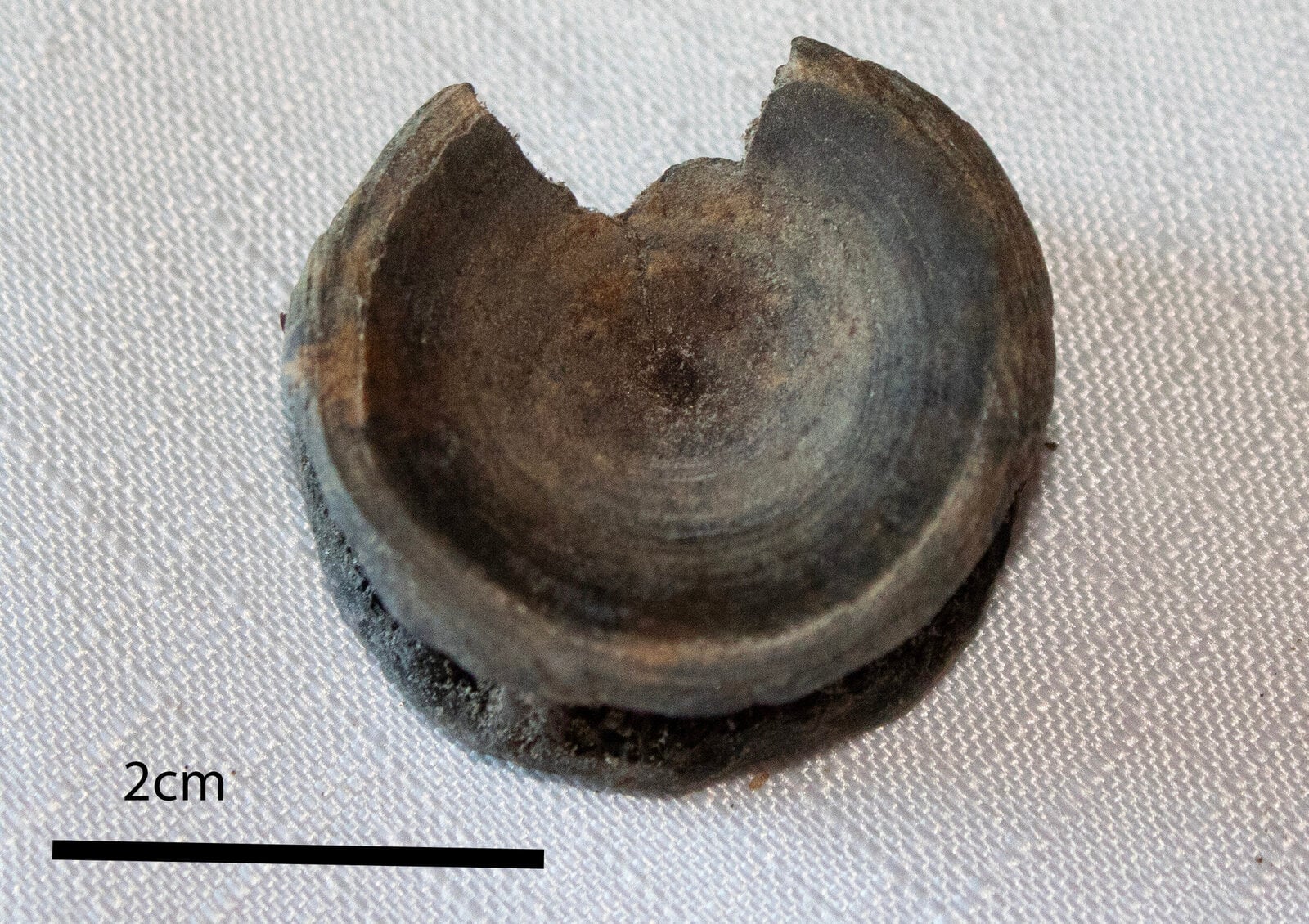 Lamnoid shark vertebra - top - Member Collections - The Fossil Forum
