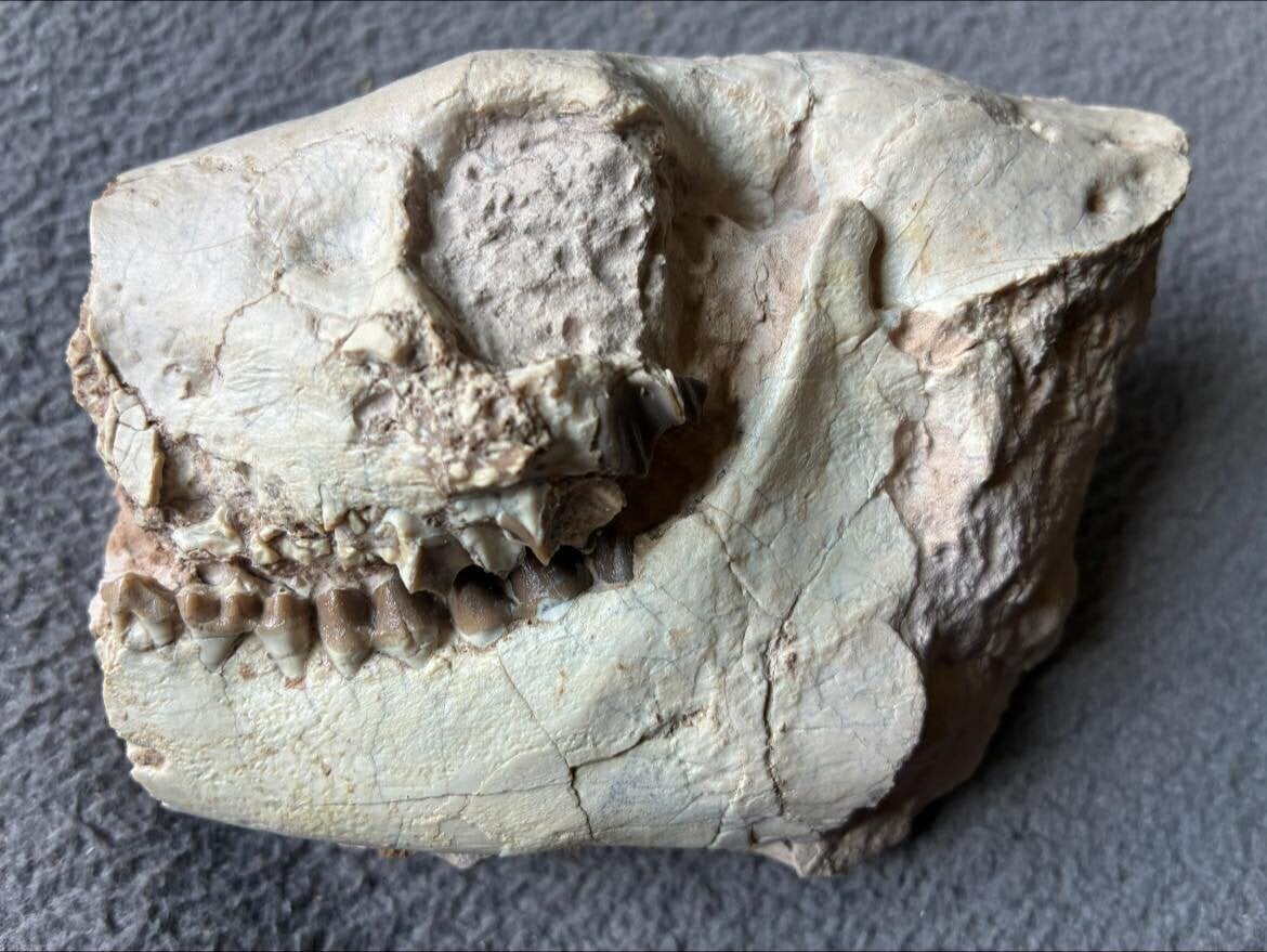 Fossils I've Purchased - The Fossil Forum