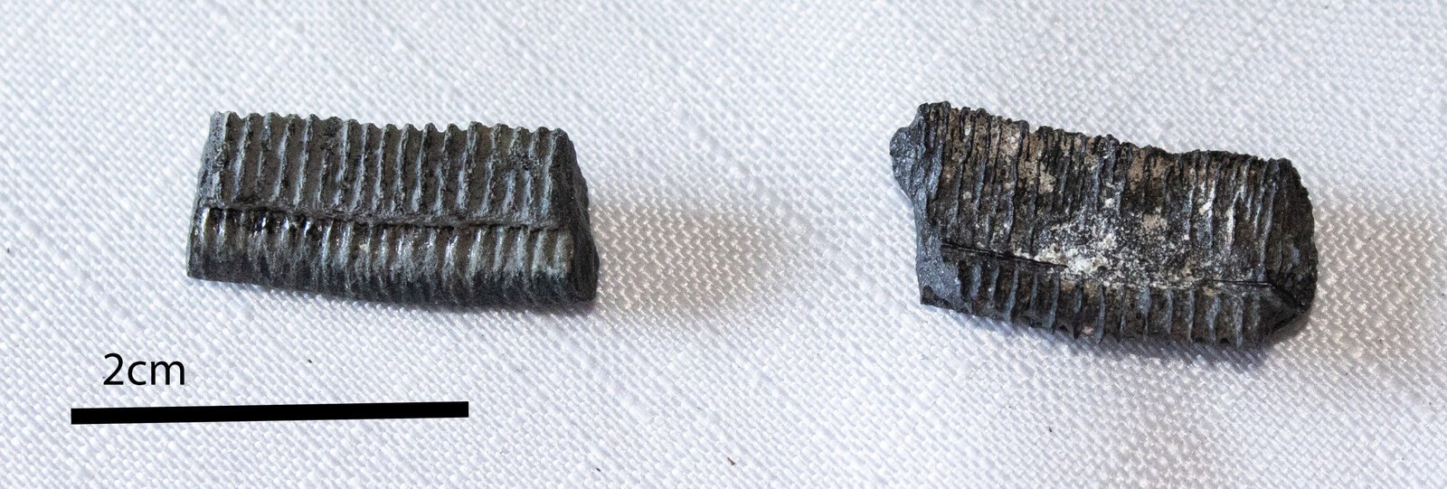 Ray mouthplates - Member Collections - The Fossil Forum