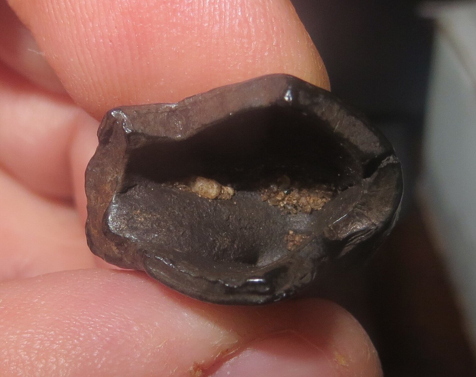 Giant Ground Sloth Megalonyx jeffersonii canine tooth. - Member ...