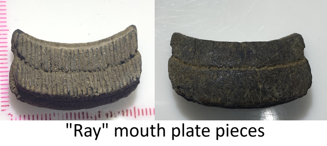 Ray - Maryland - The Fossil Forum