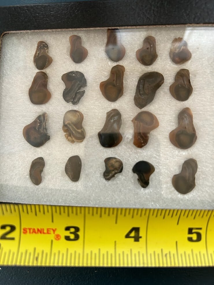 Shot in the dark- Shell(??) I.D.? Actually - Modern Fish otoliths ...