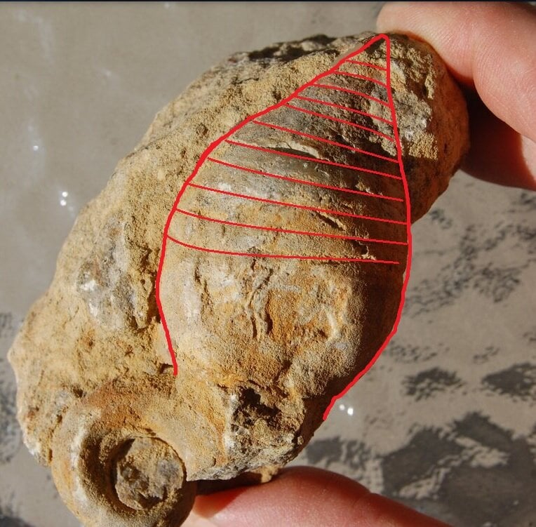 Ontario Ordovician cephalopods and ceratite? - Fossil ID - The Fossil Forum