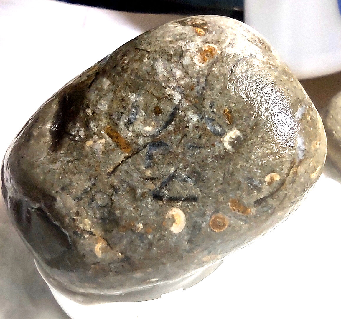 Is this petrification of an animal? - Fossil ID - The Fossil Forum