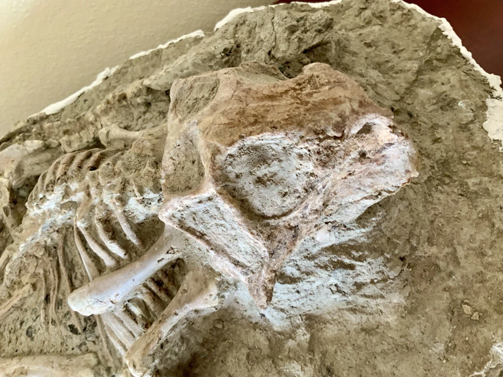 Does this Psittacosaurus pair look real? - Is It Real? How to Recognize ...