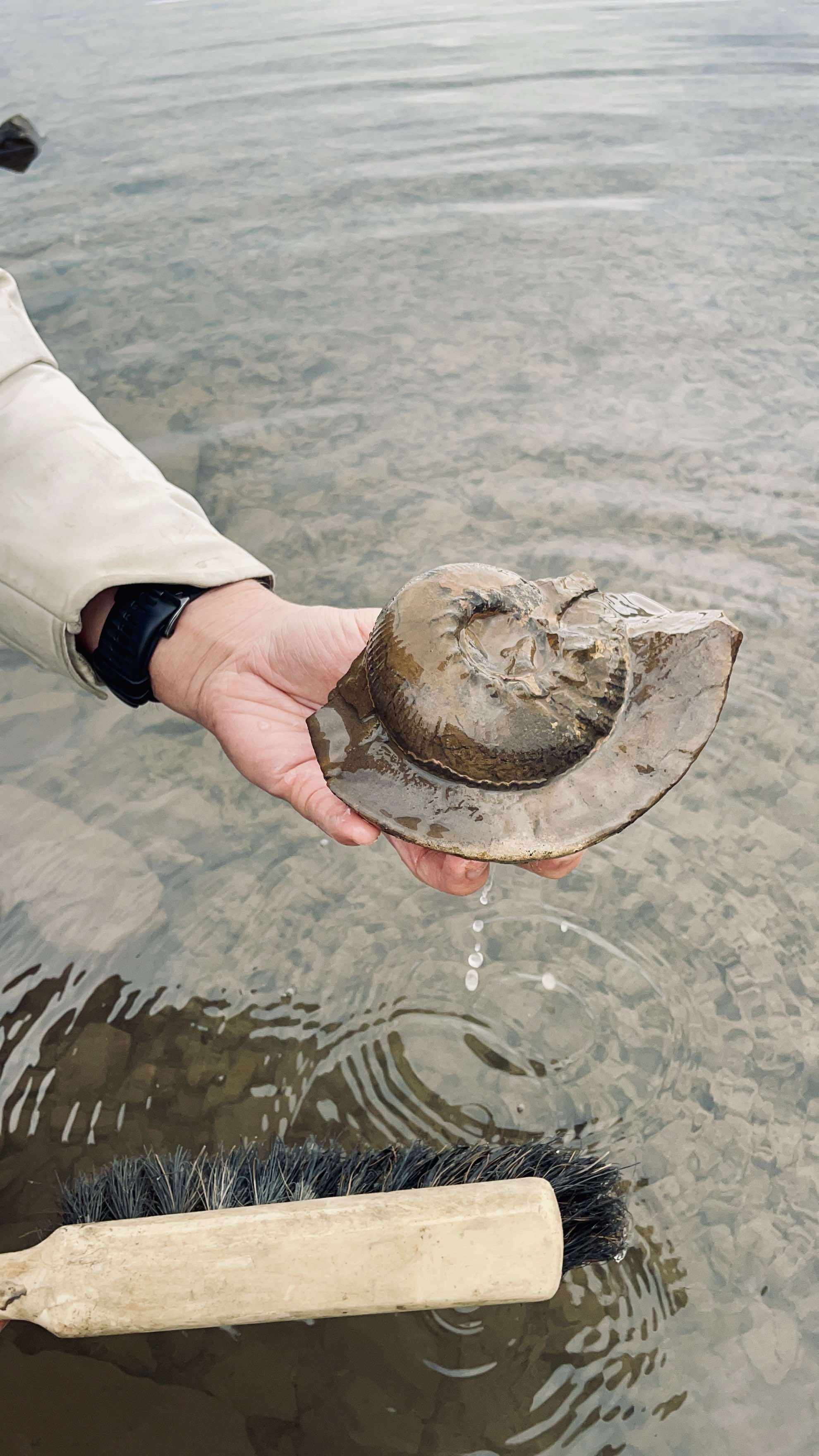 Ammonite from Svalbard, what species? - Fossil ID - The Fossil Forum